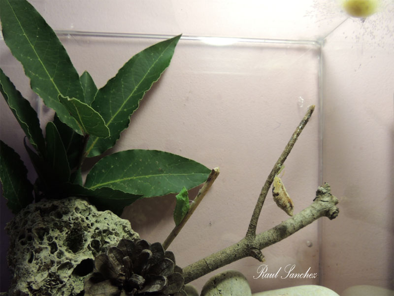 Naturaleza Viva : Terrario con 3 nidos de INSECTOS