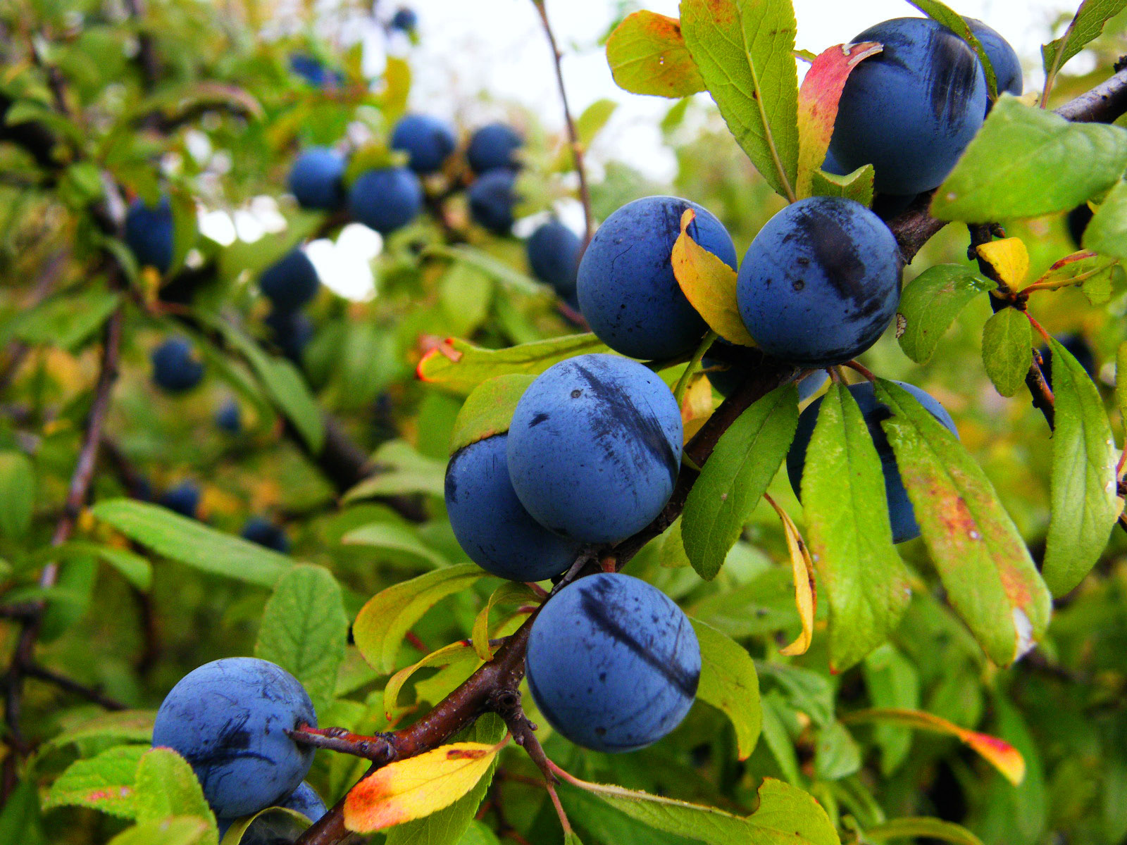 Gînduri: Farmacia din pădure. Măcieșul, păducelul și porumbelele