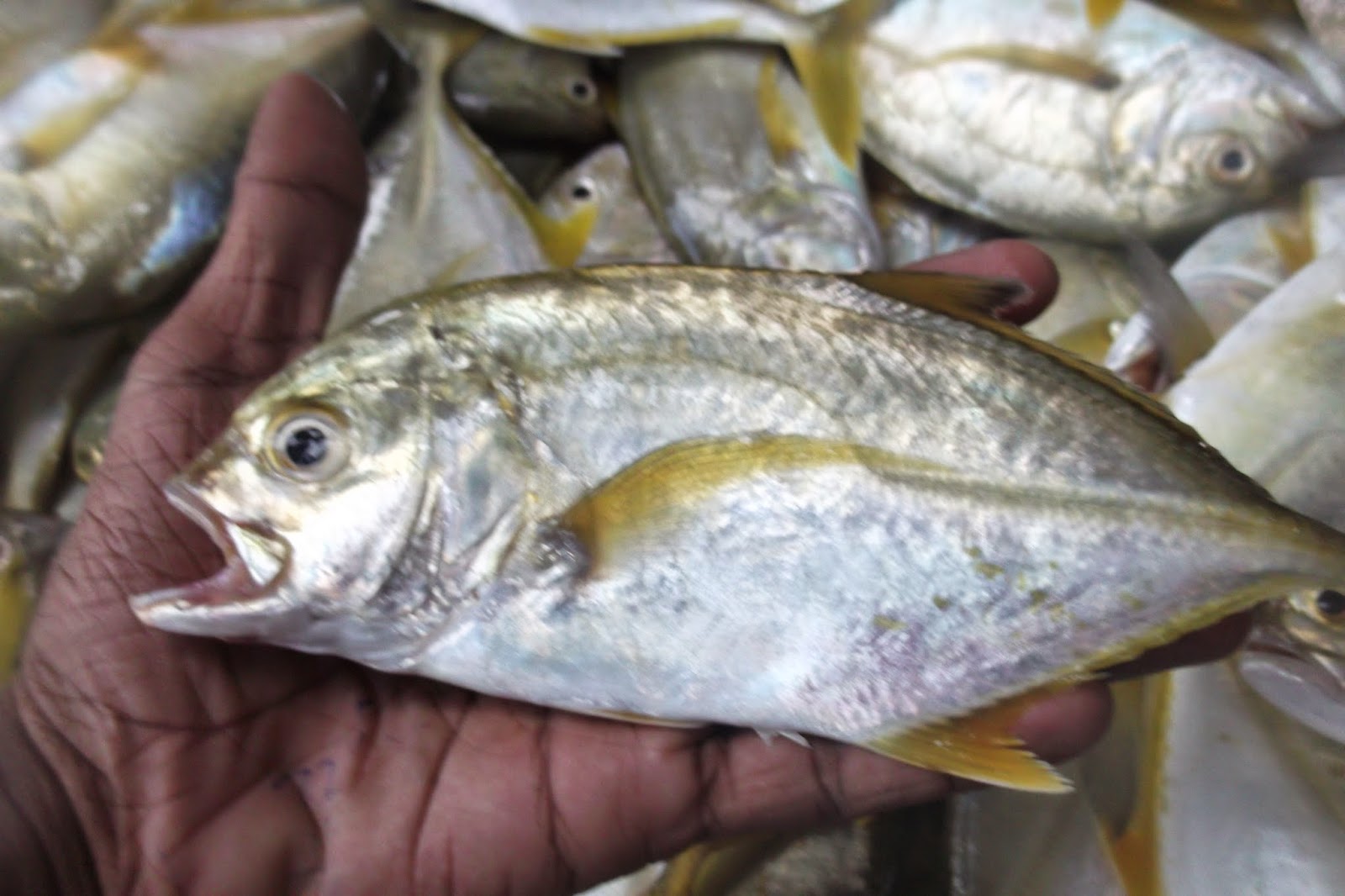 NEGOMBO SEAFOODS: KAHA PARAW