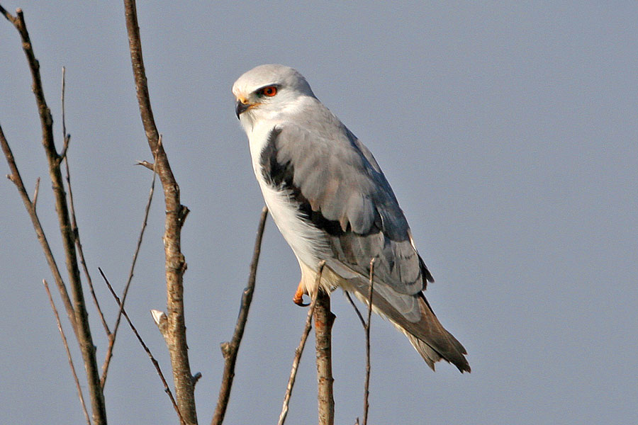 Bird Guide: Raptors and special moments