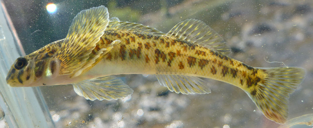 TNACI Field Notes: Goldline Darters in Alabama