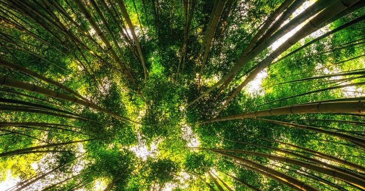 Pinoy Korea: Damyang Bamboo Forest
