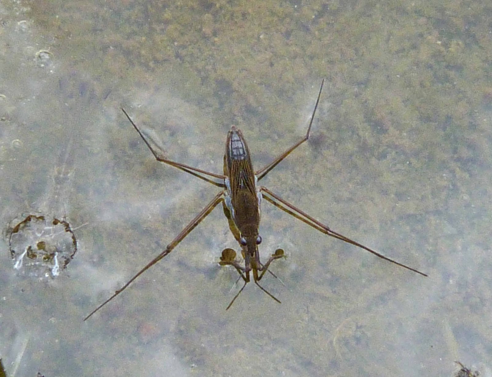 Insects of Scotland: True Bugs