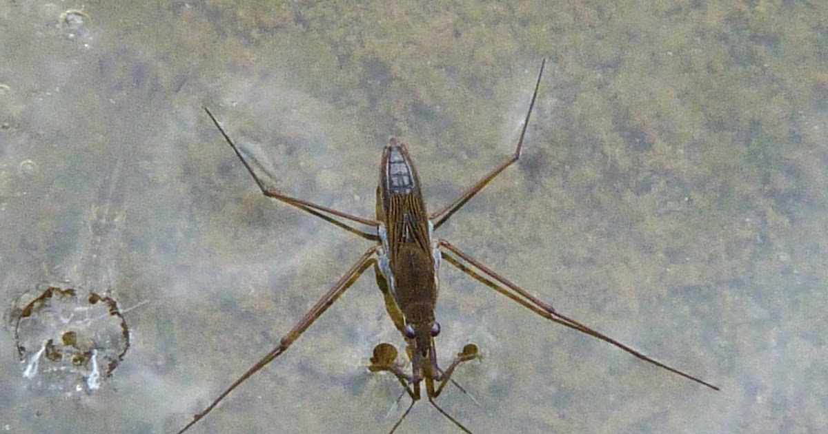 Insects of Scotland: True Bugs