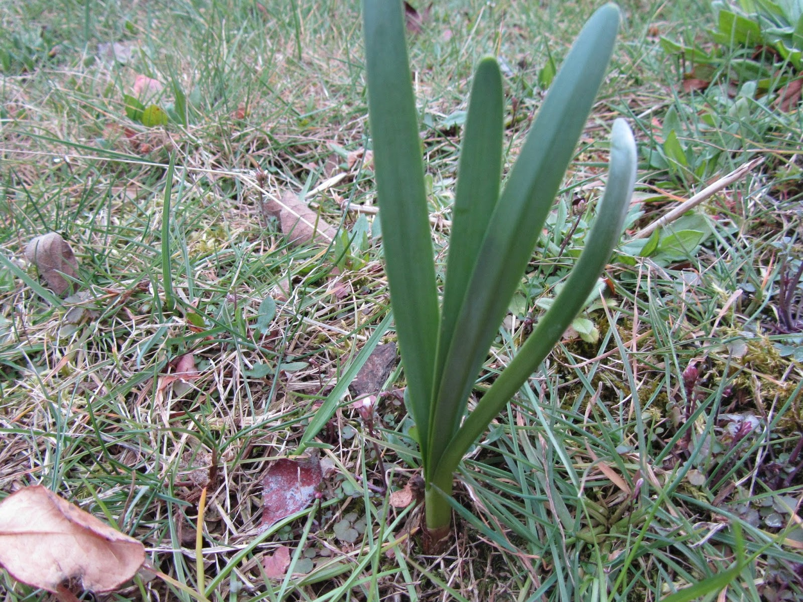 I Bucaneve (Galanthus nivalis) ed i Falsi Bucaneve (Leucojum vernum ...