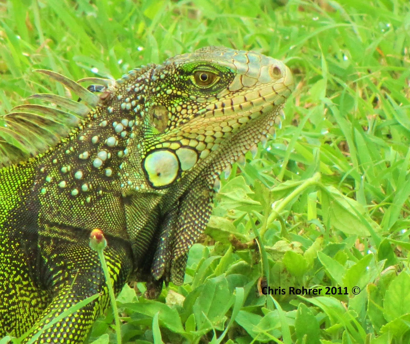Birding Is Fun!: Gamboa and Pipeline Road