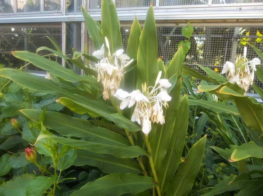 Future Plants by Randy Stewart: Hedychium - Ginger