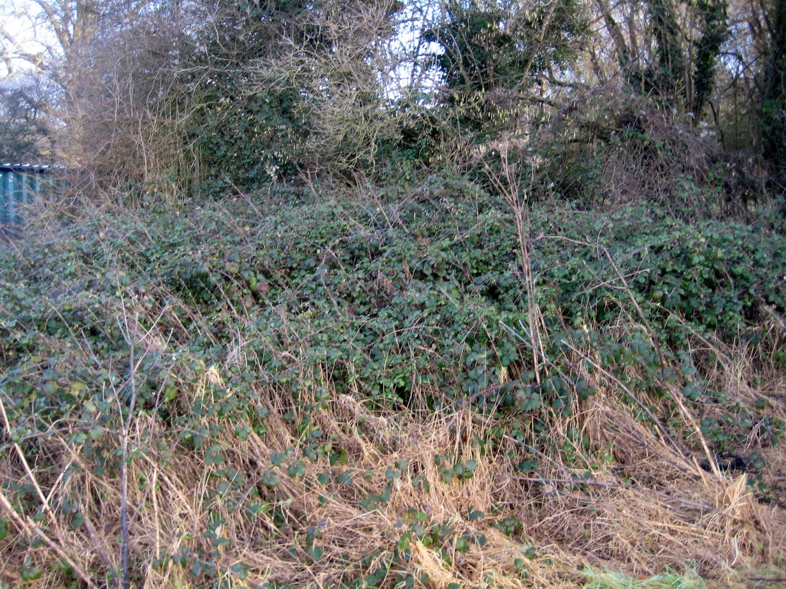 Filnore Woods Blog: Overgrown hedge