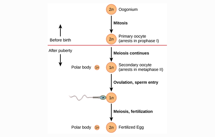 Ovum (Sel Telur) : Pengertian, Struktur, Fungsi - Asep Respati