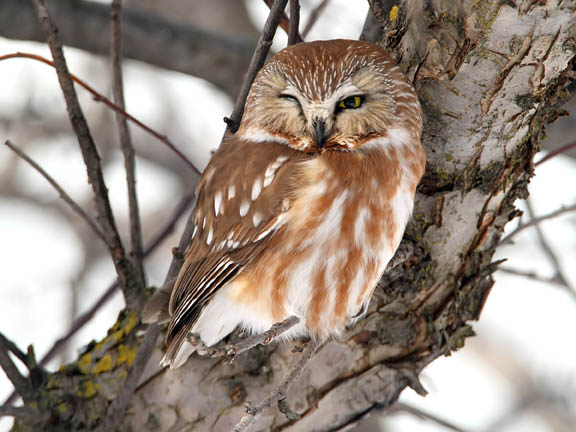Ecobirder: Owls