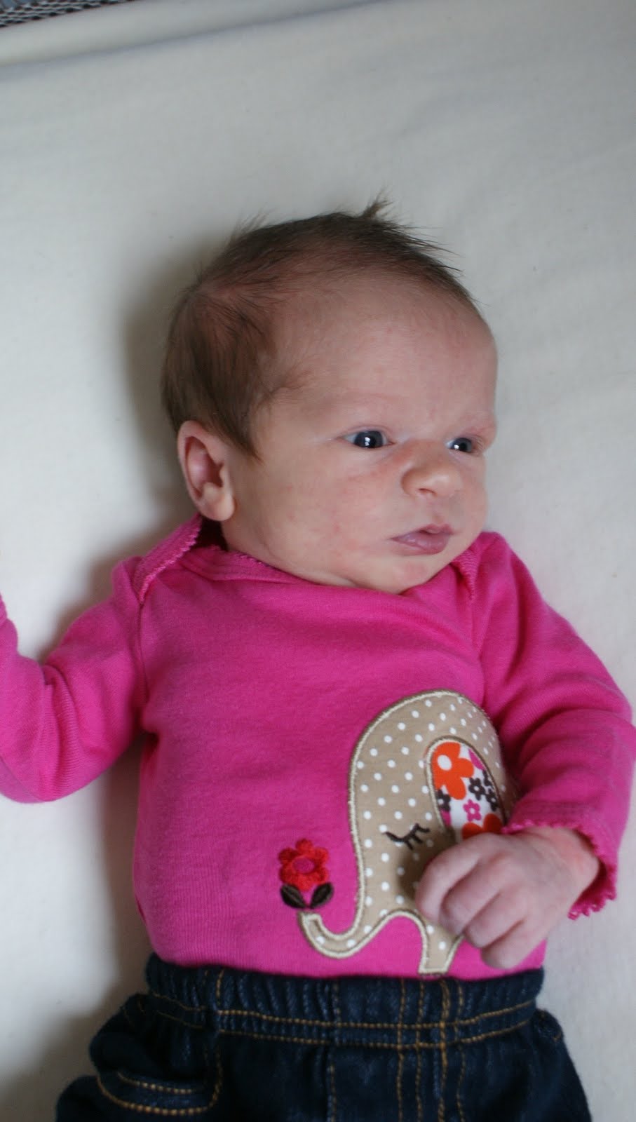 Sydney Kit: 1 Week Old