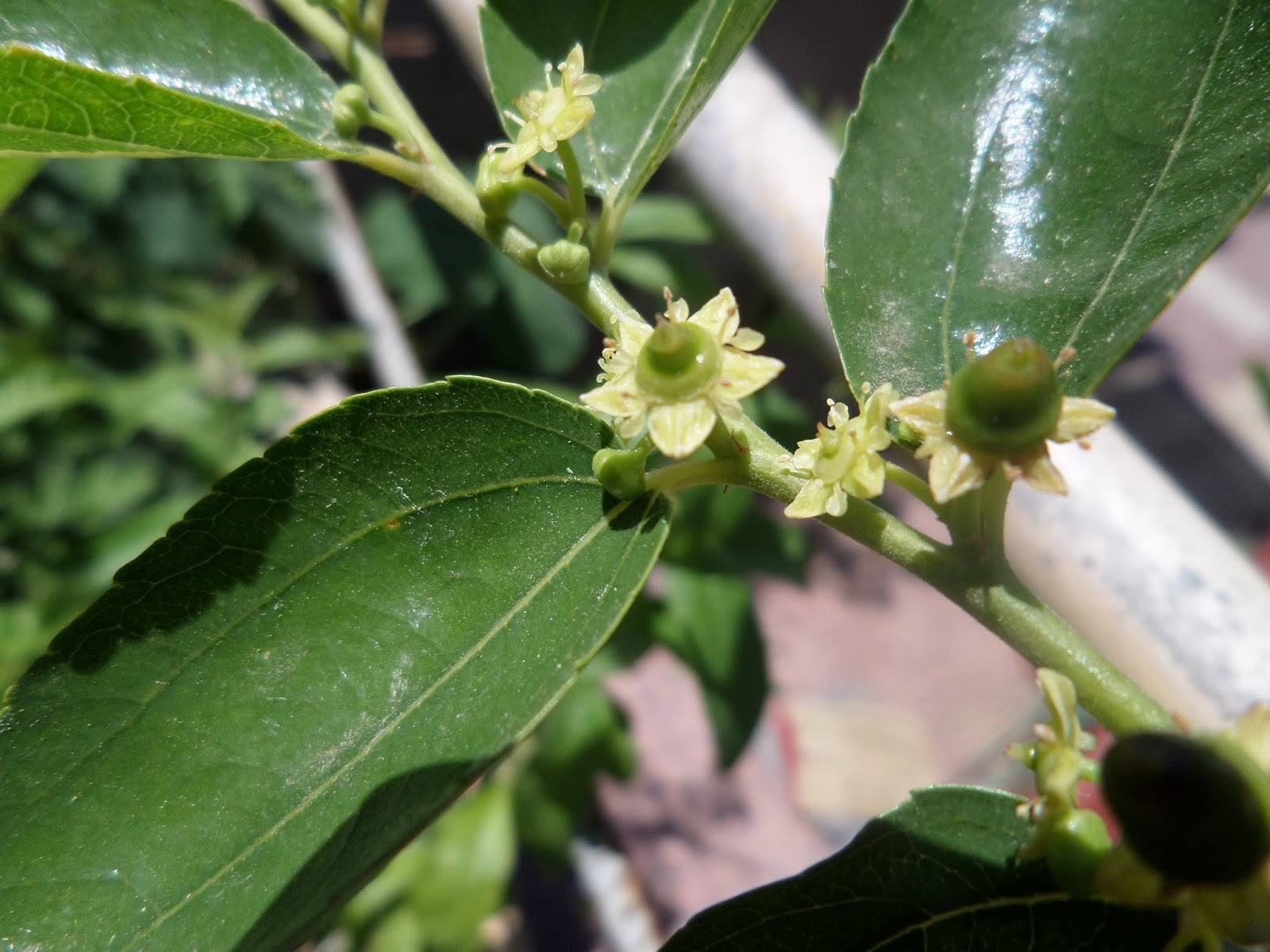 El Jardí de les espècies: Ziziphus jujuba. Ginjoler