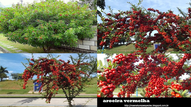 052 Aroeira Vermelha