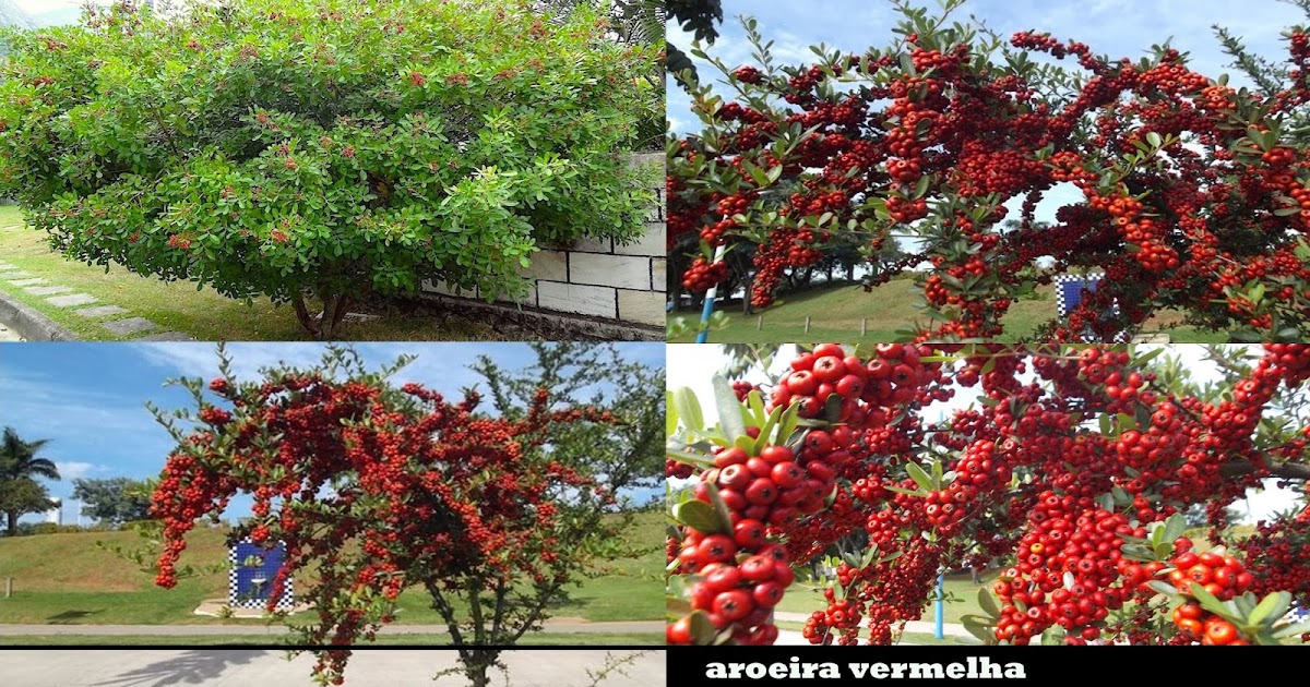 052 Aroeira Vermelha