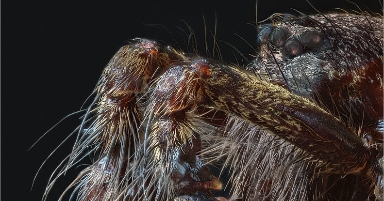 mizitfoto: Pokoutník domácí