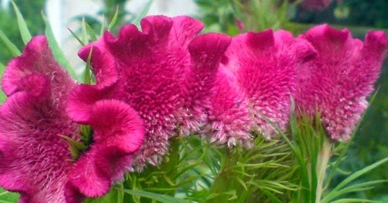 Manfaat Kesehatan Dari Tanaman Hias Jengger Ayam | JUAL TANAMAN HIAS ...