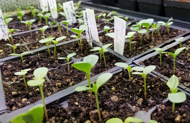 Before the Rain Set In...