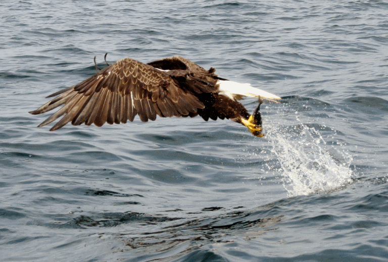 amateurnithologist: Bald Eagle Catches a Fish