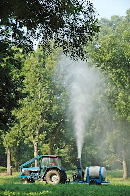 Northern Pecans: Spraying for pecan weevil