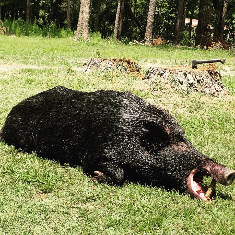Marian's Hunting Stories, etc., etc., etc...: A Monster Hog!
