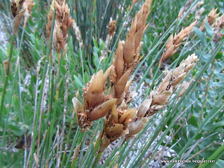 Walking the Cape: Kirstenbosch: 'Allo Aloe