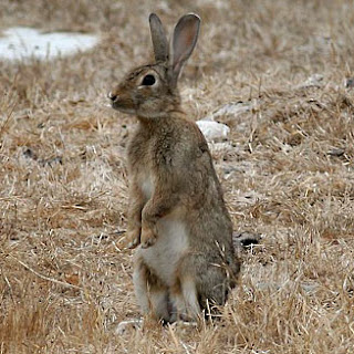 SeanLow: European rabbit gesture study