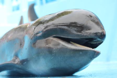 RINCON DEL CACIQUE: VARAMIENTO DE FALSA ORCA, Pseudorca crassidens ...