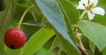 9 Manfaat Buah Kersen