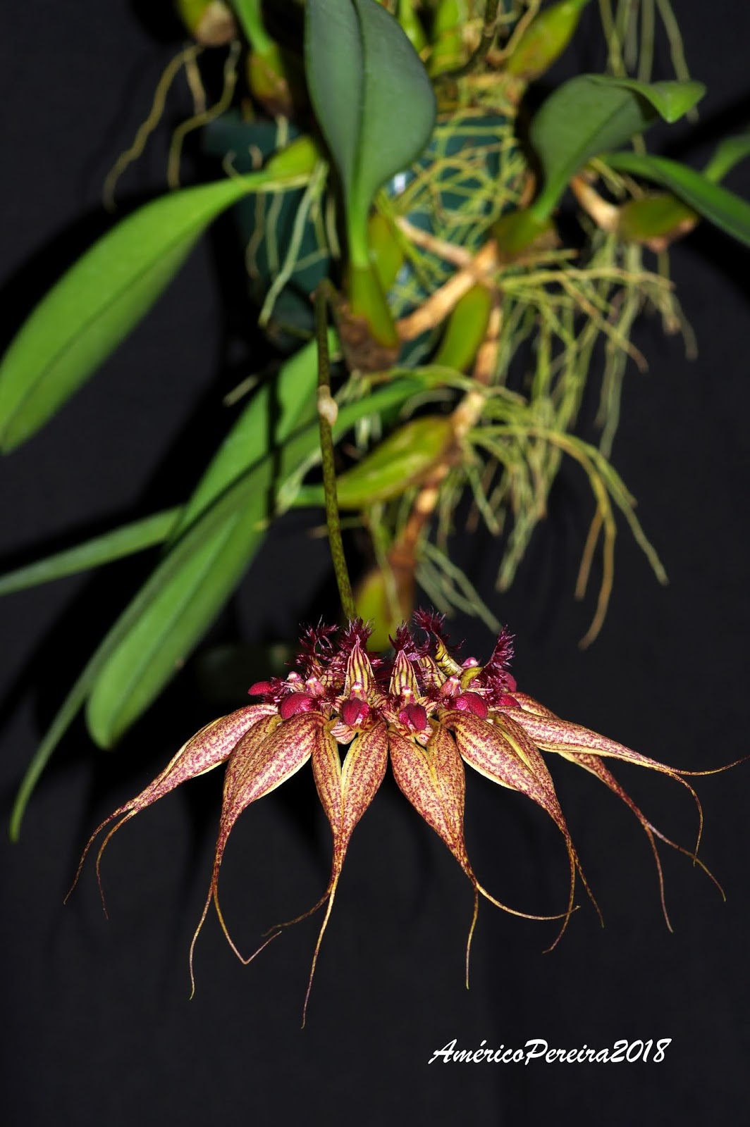 Orquídeas soltas: Bulbophyllum rothschildianum