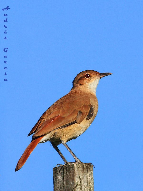 Argentina nativa: Hornero común (Furnarius rufus)