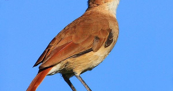 Argentina nativa: Hornero común (Furnarius rufus)