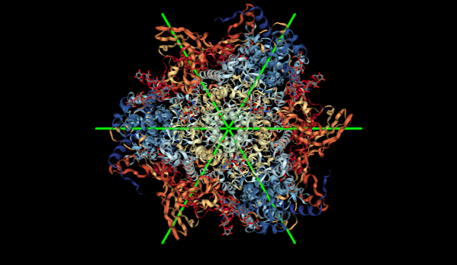 El sistema circulatorio de los insectos