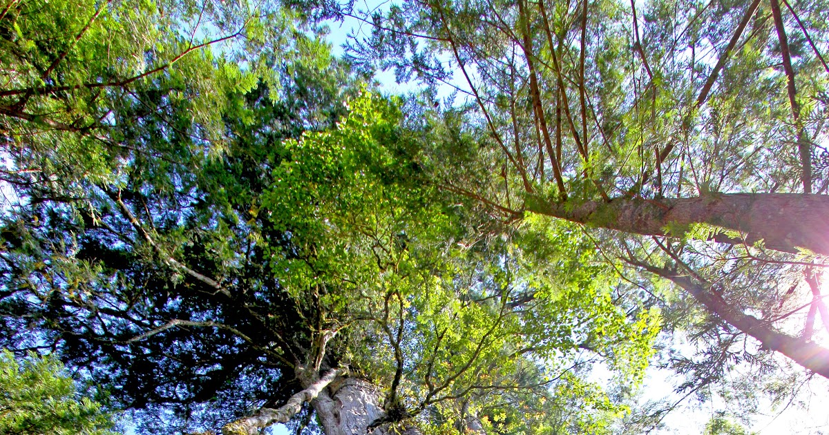 James Photography: Divine Trees Garden, Datong, Yilan, Taiwan, ROC