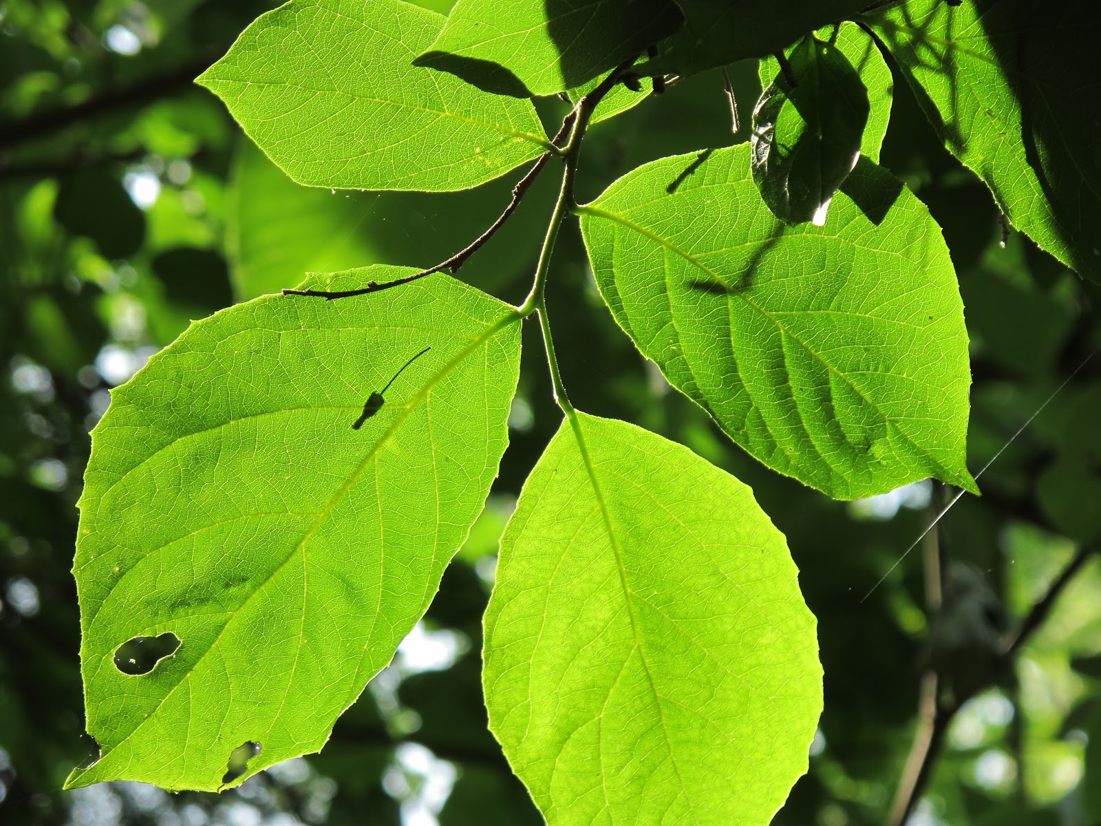 A Year With the Trees: Bigleaf Storax - Styrax grandifolia