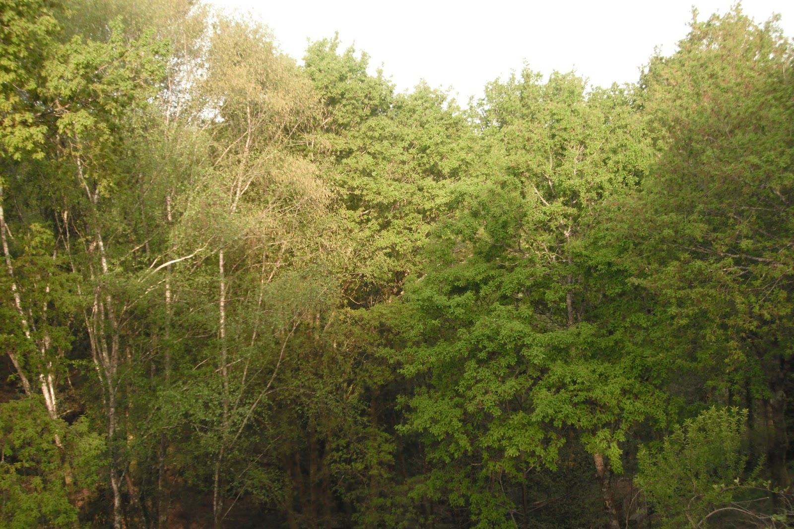 El Bosque y sus Secretos: El ecosistema del bosque