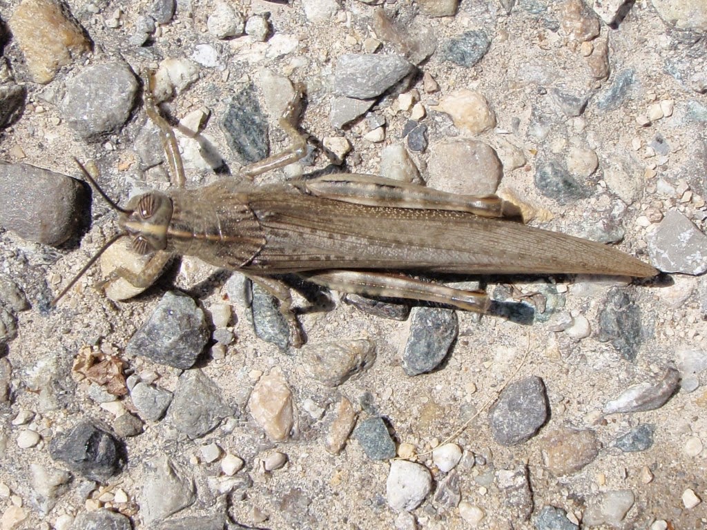 Faune Flore d'Ul: Sauterelles-Criquets-Grillons ,Ephippigères...