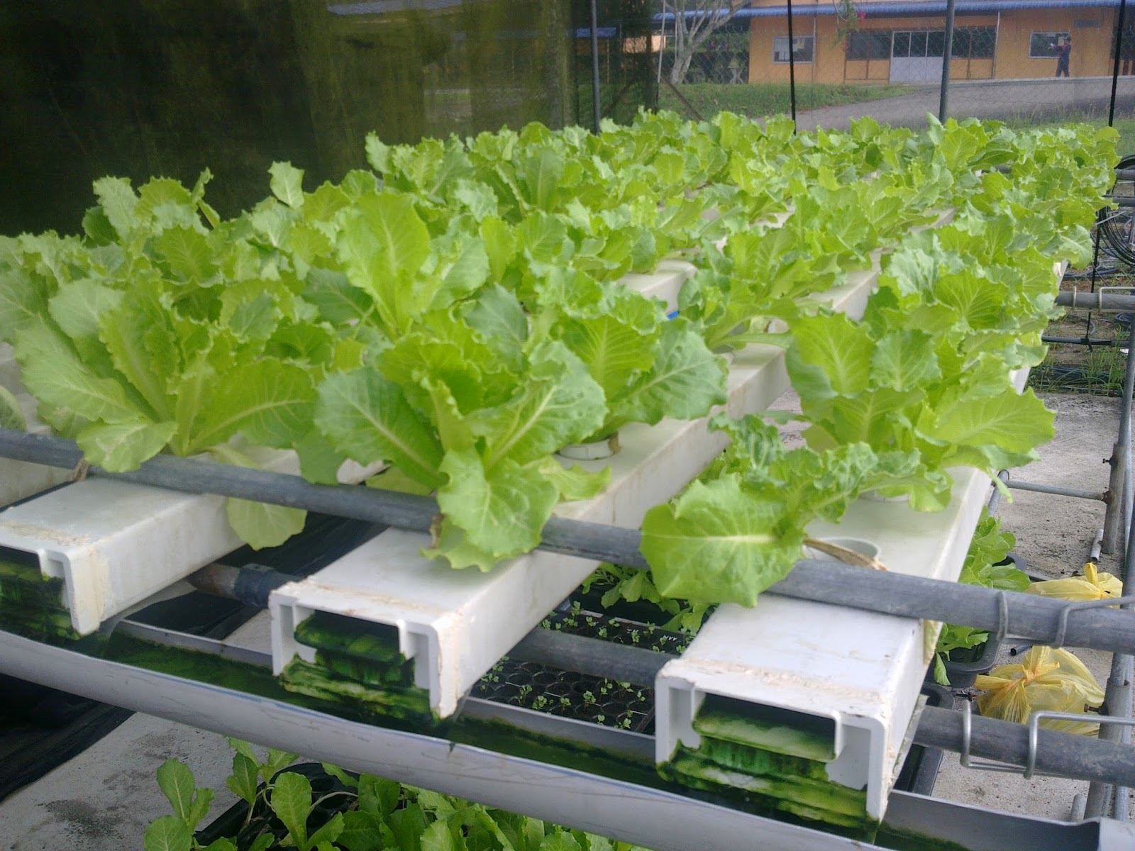 AKM TANI TECH : HIDROPONIK NFT