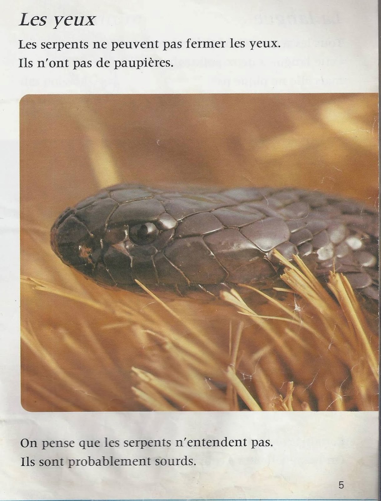 Leçons de choses: Le cobra