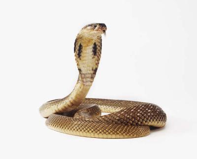 Info Minda : Ular Tedung Selar | Info minda