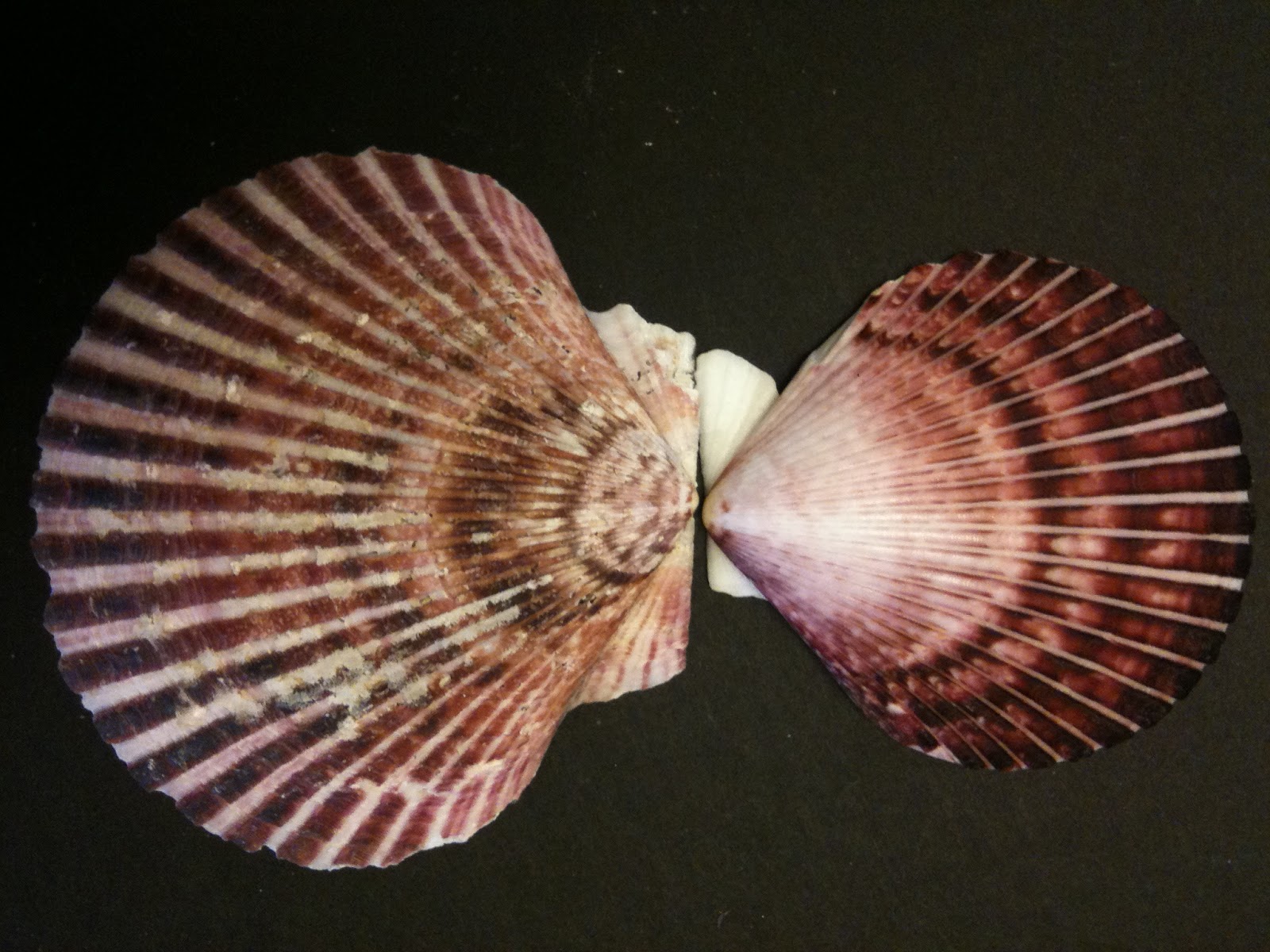 The Helpful Art Teacher: Rhythmic Line Designs And Patterns