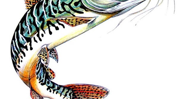 PEIXES DESPORTIVOS DO MUNDO: A CACHARA - Pseudoplatystoma fasciatum ...