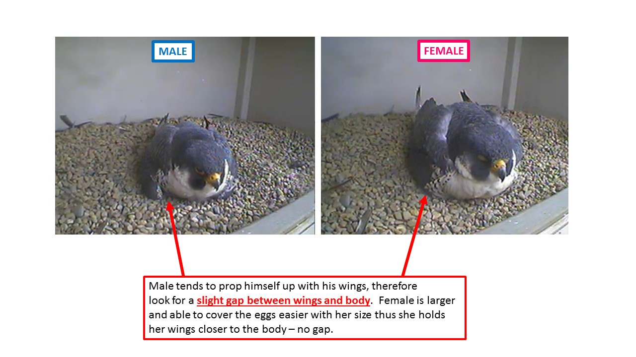 Columbus Peregrine Falcon Update: Male/Female Comparison Tips
