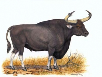 Cambodia Wild Paradise: Cambodia Kouprey