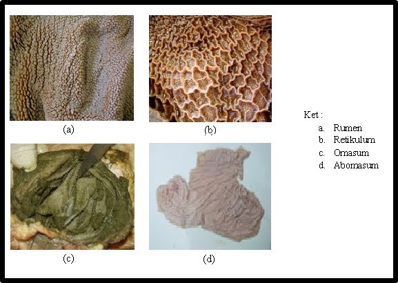 Jelajah Fapet: Anatomi Alat Pencernaan ruminansia