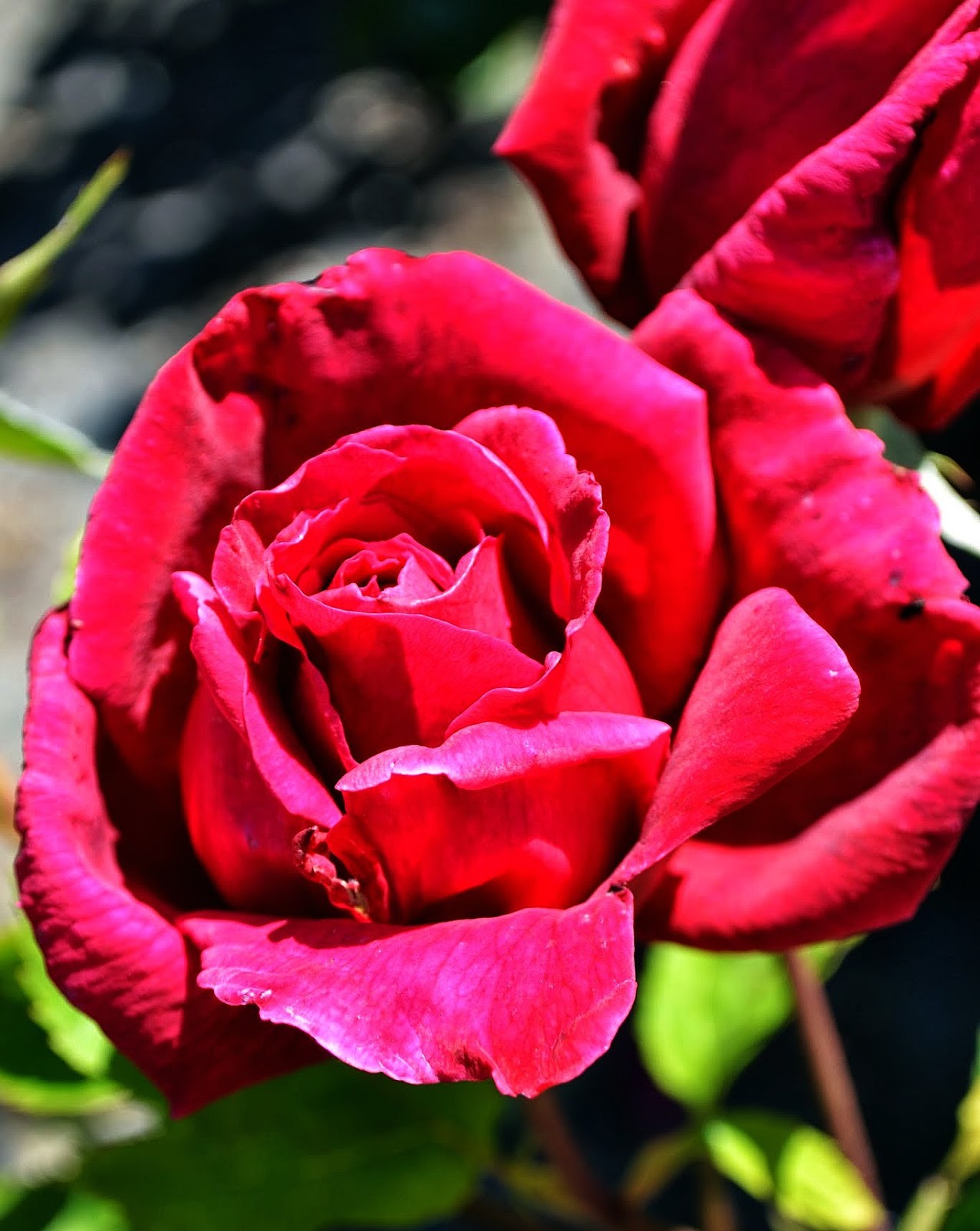 The Outlaw Gardener: Visiting Raft Island Roses