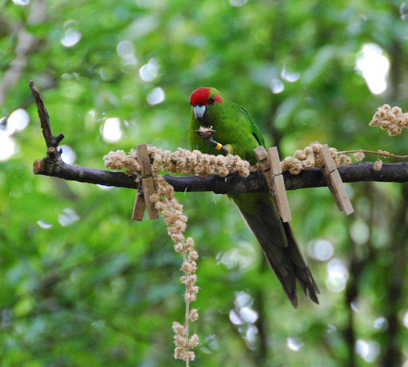 New Zealand Weekends: Zealandia - The Karori Sanctuary Experience