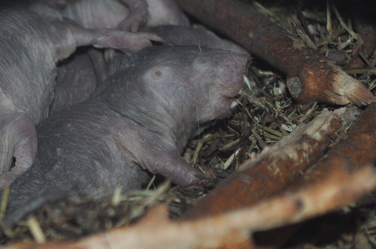 ZOOTOGRAFIANDO (6.096 ANIMALS): RATA TOPO DESNUDA / NAKED MOLE-RAT ...