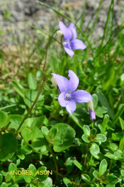 Flores silvestres de la Cordillera Cantábrica: VIOLACEAS - Violaceae