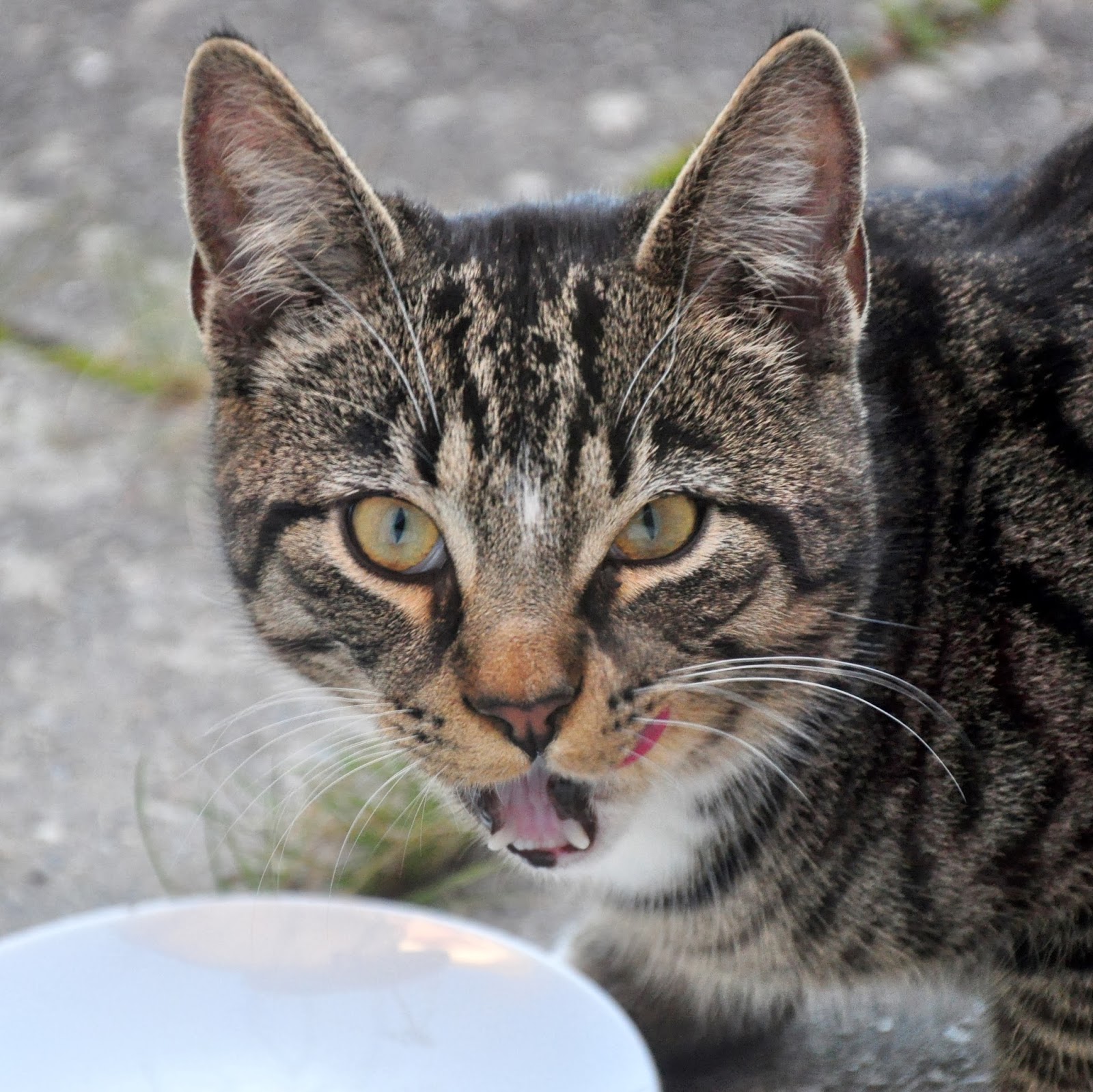 KACZYPACZY: z bliska na zaczepnego Kociaka / "Hello! I'm a cute Katinelis"