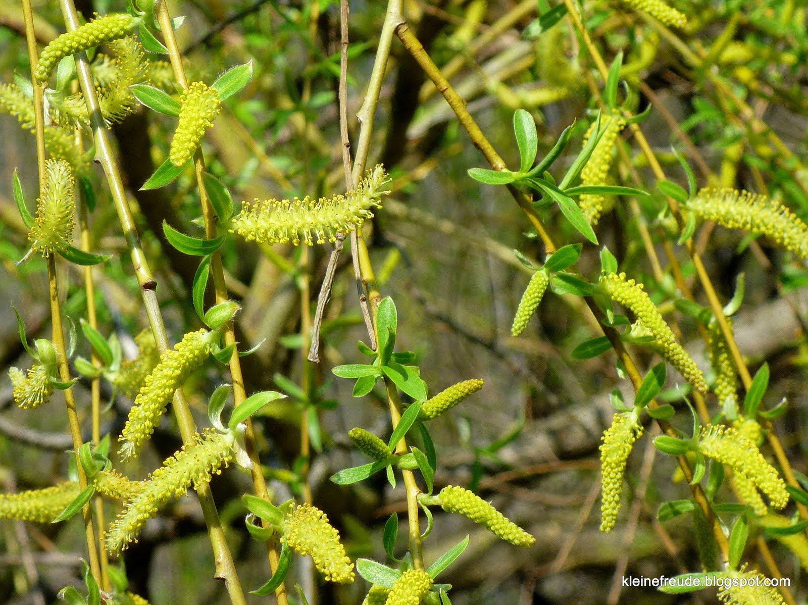 kleine freude: Die Weide / Willow im Keltischen Baumkreis